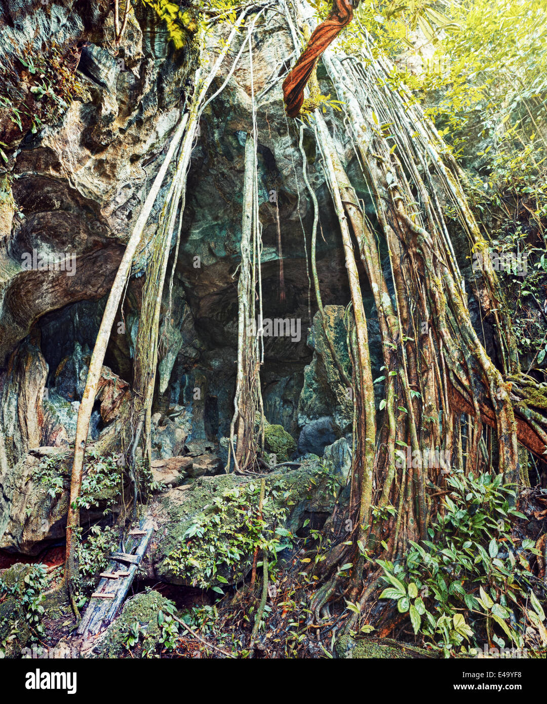 Root cave hi-res stock photography and images - Alamy