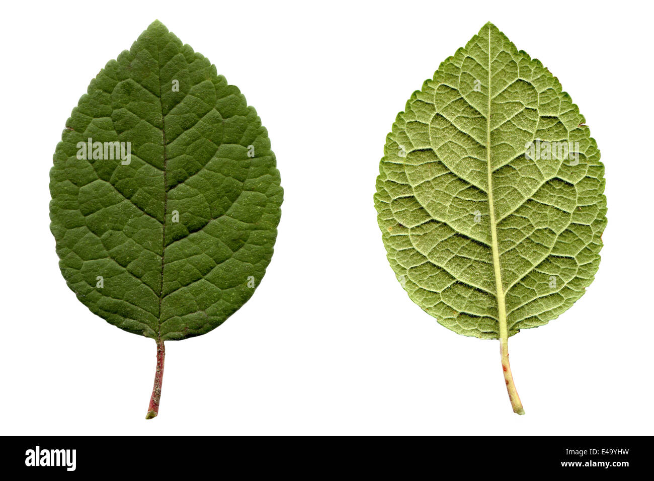 Prune leaf hi-res stock photography and images - Alamy