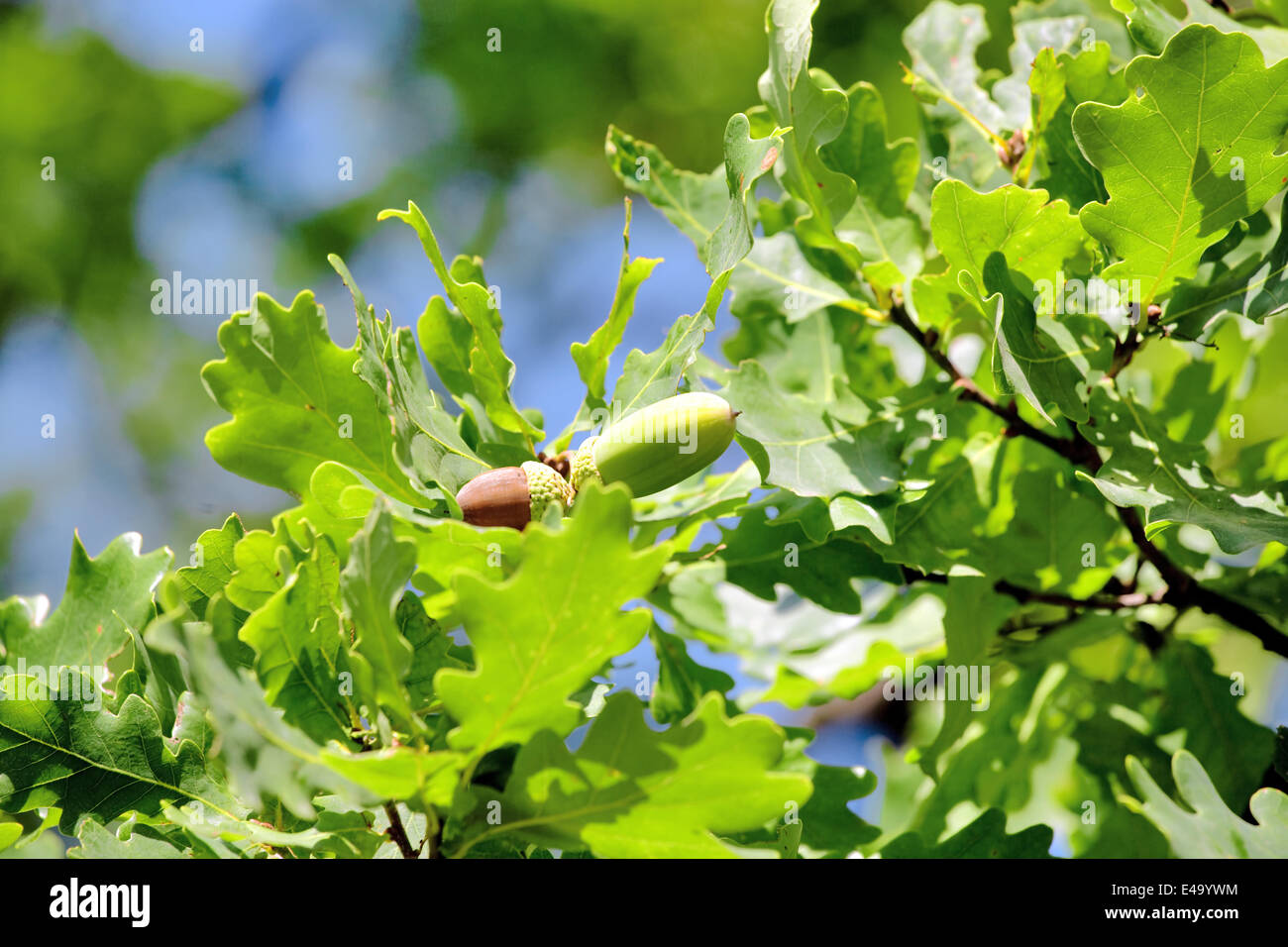 Giant acorns hi-res stock photography and images - Alamy