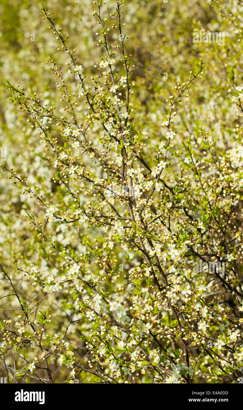 Blossoming spring tree Stock Photo - Alamy