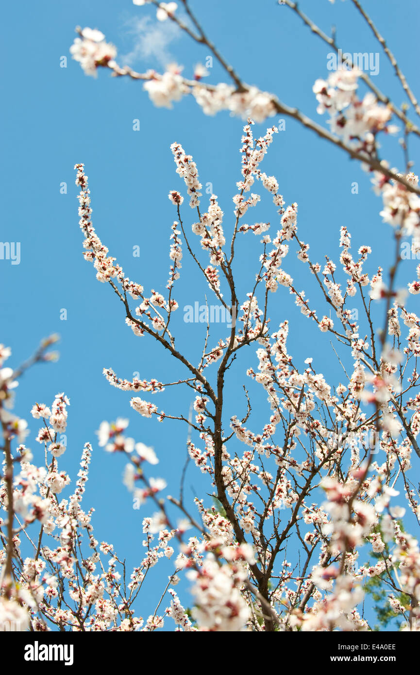 Blossoming branches of a tree Stock Photo - Alamy