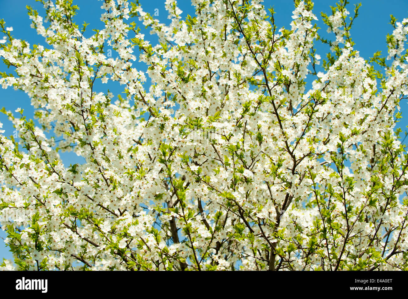 Blossoming branches of a tree Stock Photo - Alamy