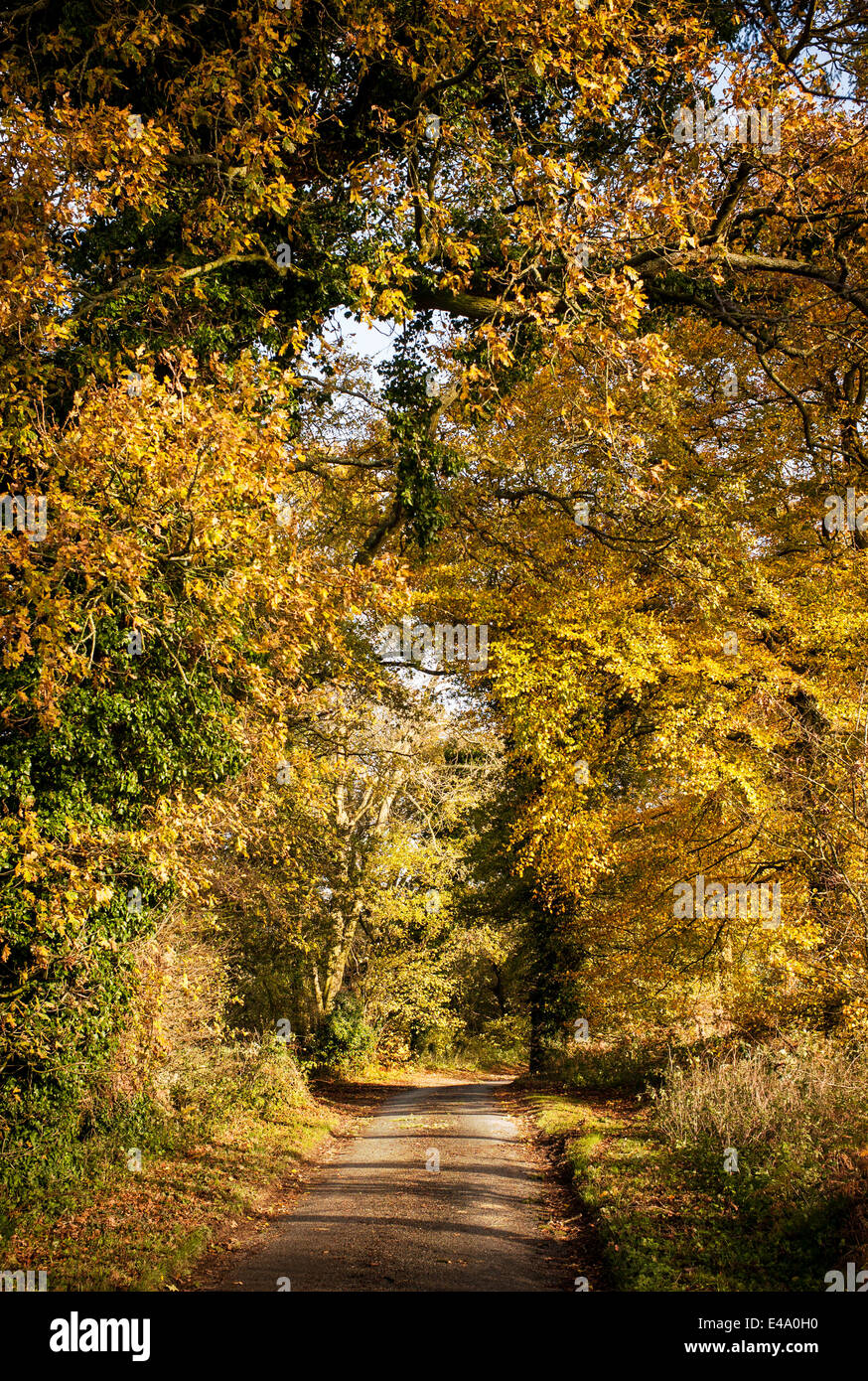 Country lane overhanging tree hi-res stock photography and images - Alamy