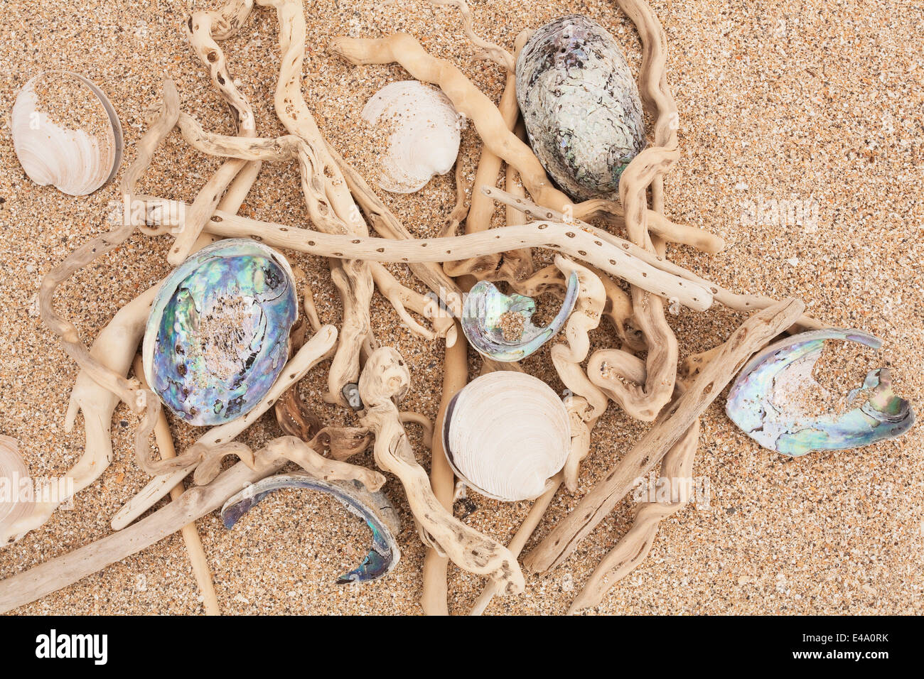 Abalone shell on beach hi-res stock photography and images - Alamy
