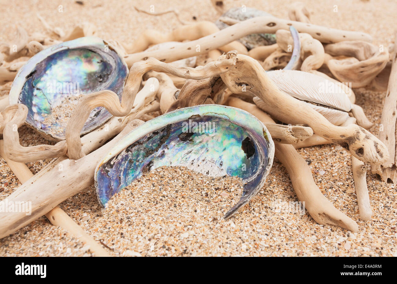New Zealand, Driftwood, Paua Shells, Haliotis iris, on sandy beach ...