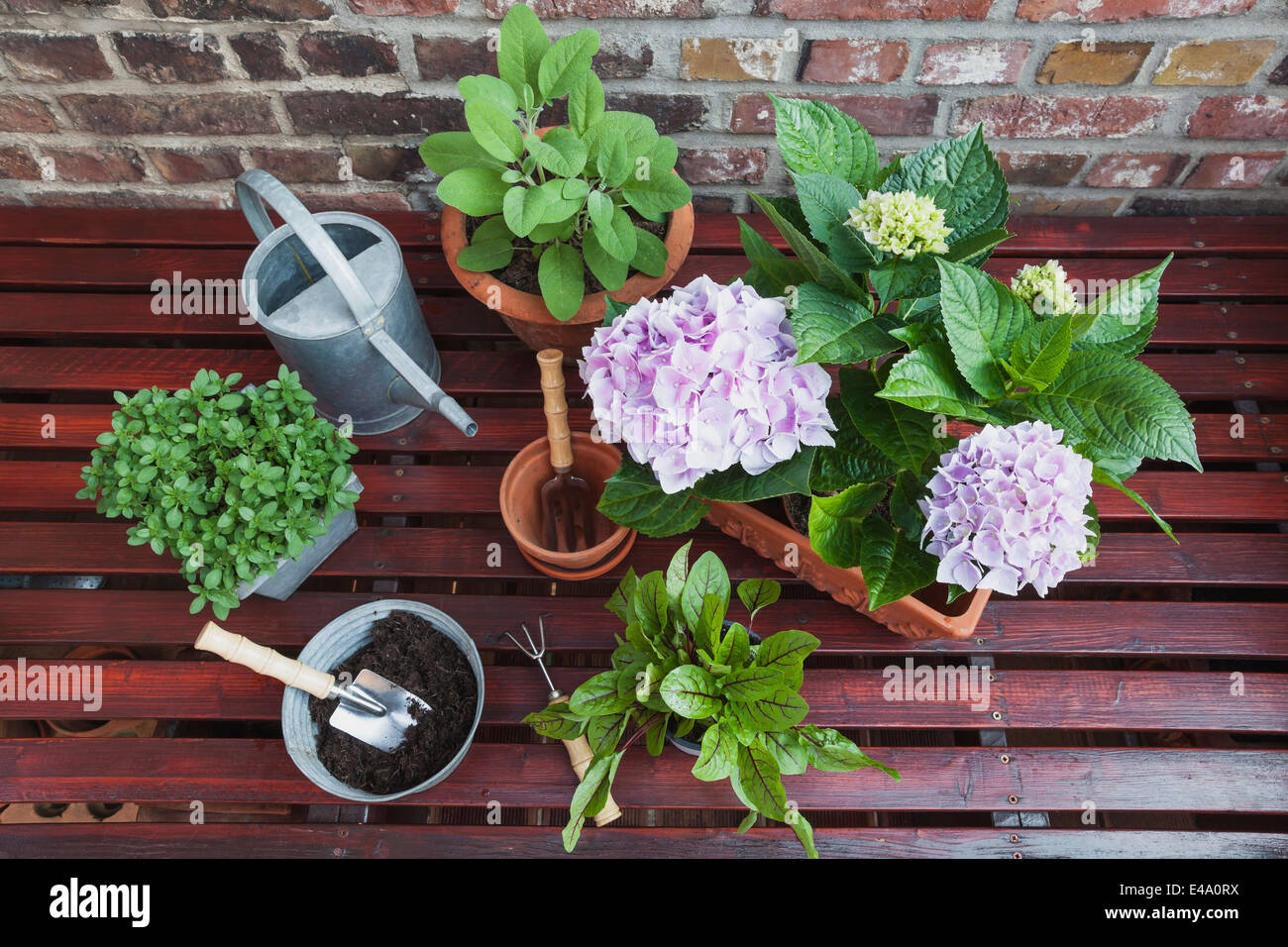 Germany, Plants for the balcony Stock Photo - Alamy