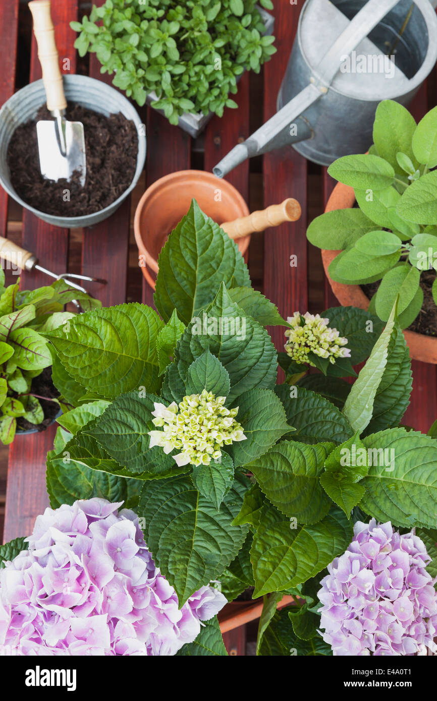 Germany, Plants for the balcony Stock Photo - Alamy
