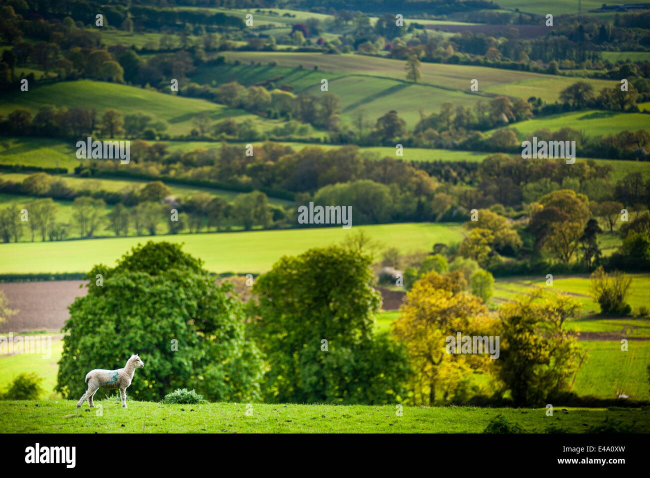 Lamb in spring, Winchcombe, The Cotswolds, Gloucestershire, England ...