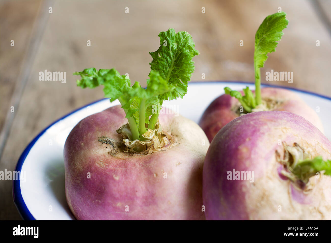 May turnips, Brassica rapa subsp. rapa var. majalis, in an enamel bowl ...
