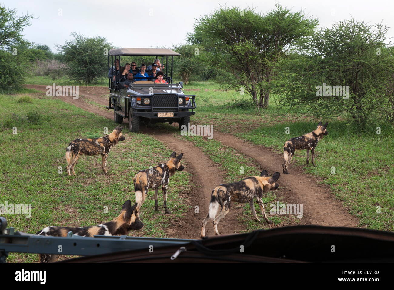 African wild dogs (Lycaon pictus) and game viewing vehicle, Madikwe ...