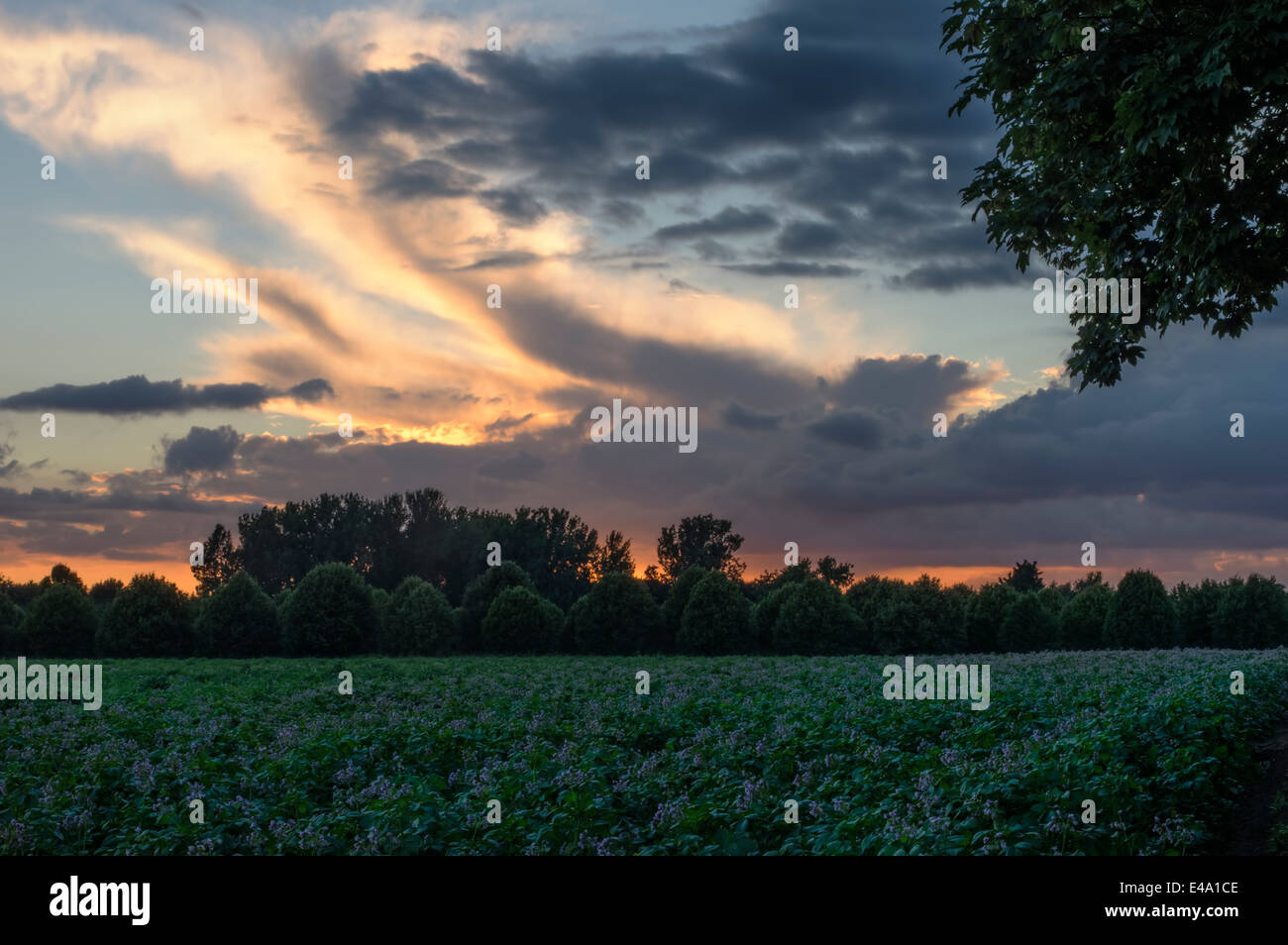Flowering potato fields in Oxfordshire England at sunset Stock Photo ...