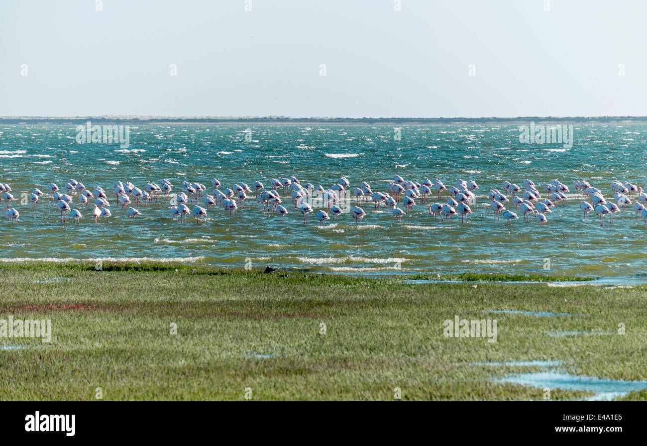 Namibia, Walvis Bay, Group of flamingoes in lagoon Stock Photo - Alamy