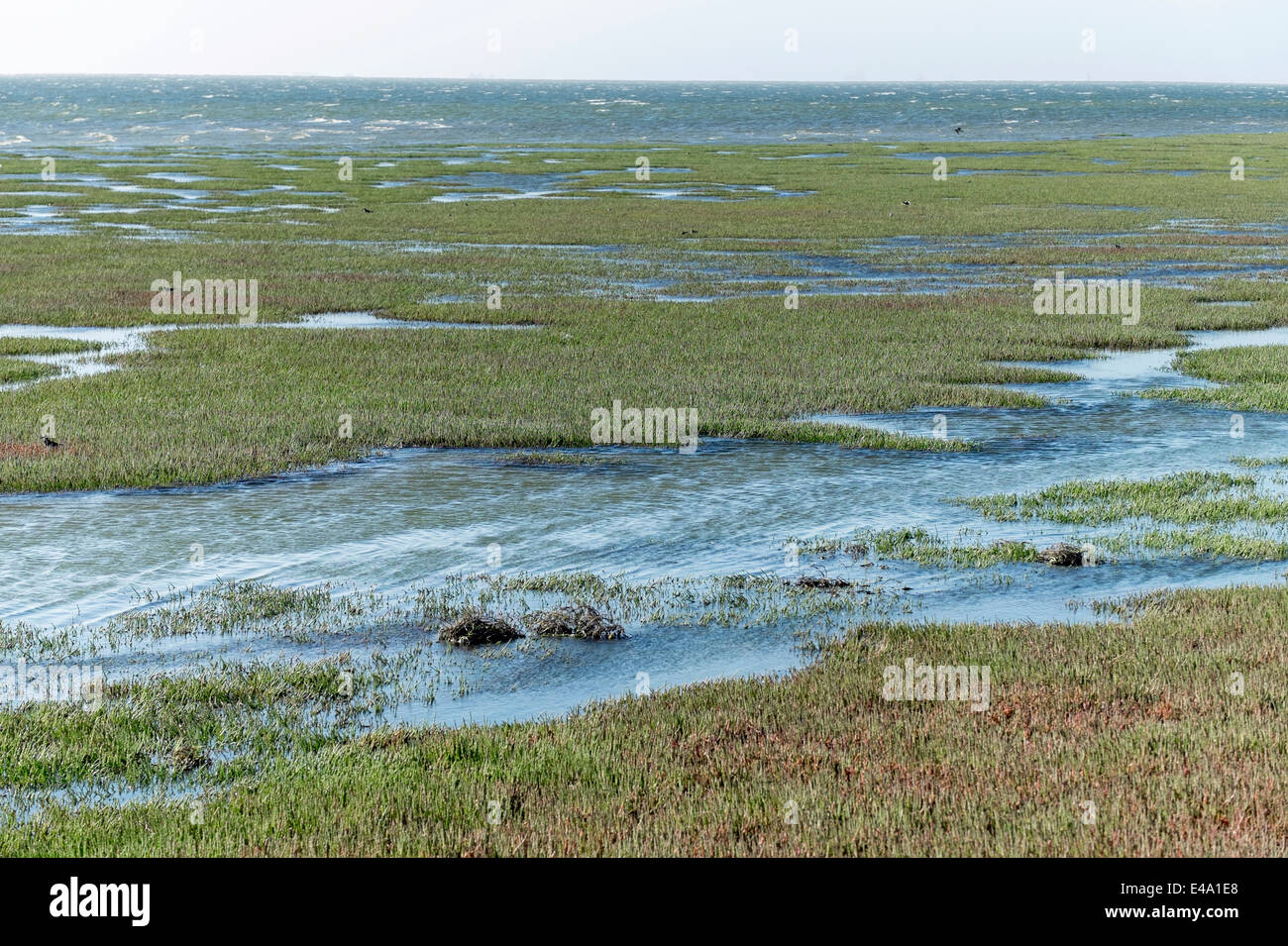 Namibia, Walvis Bay, Lagoon landscape with water and marsh grass Stock ...