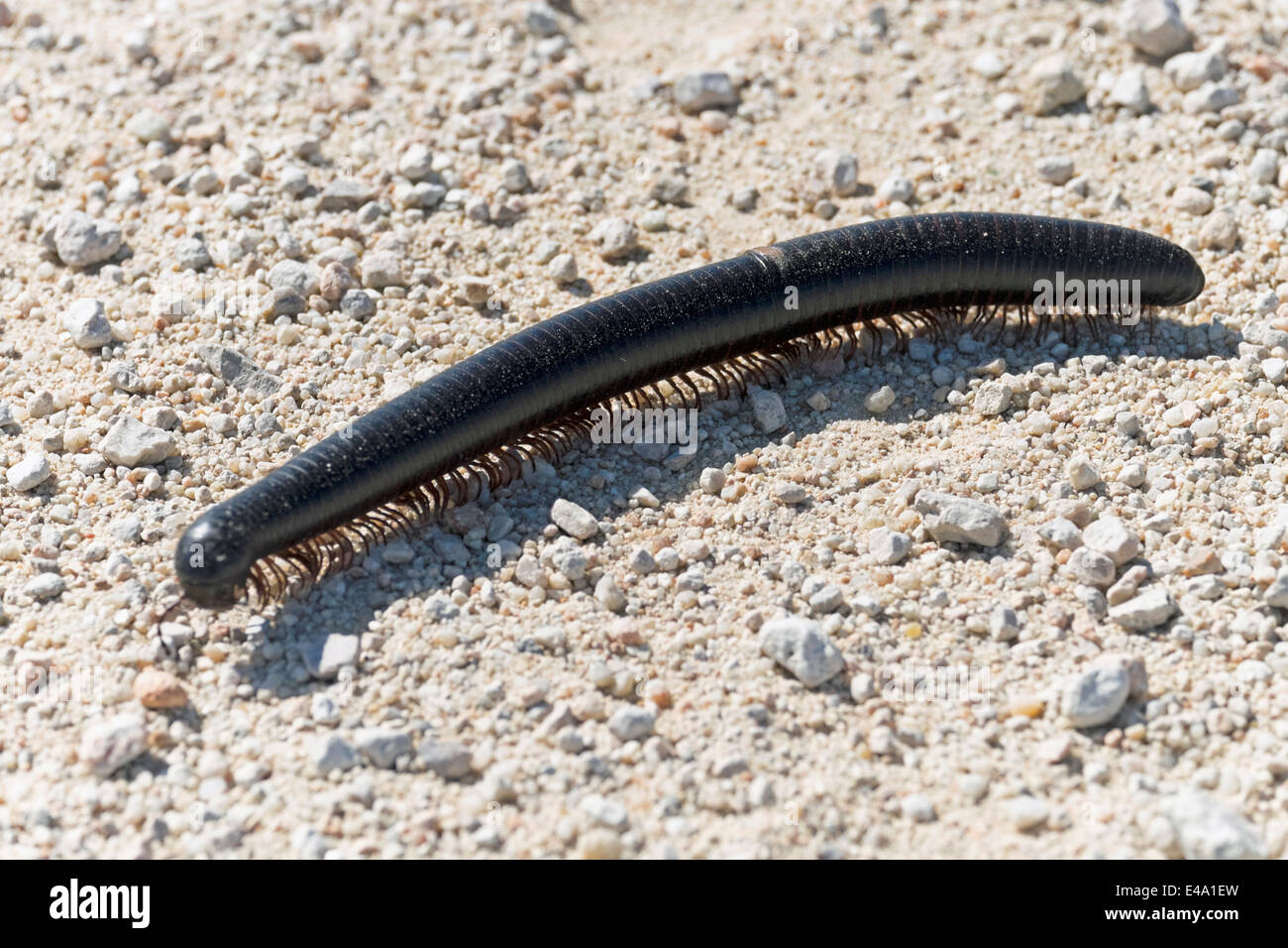 Millipede soil hi-res stock photography and images - Alamy