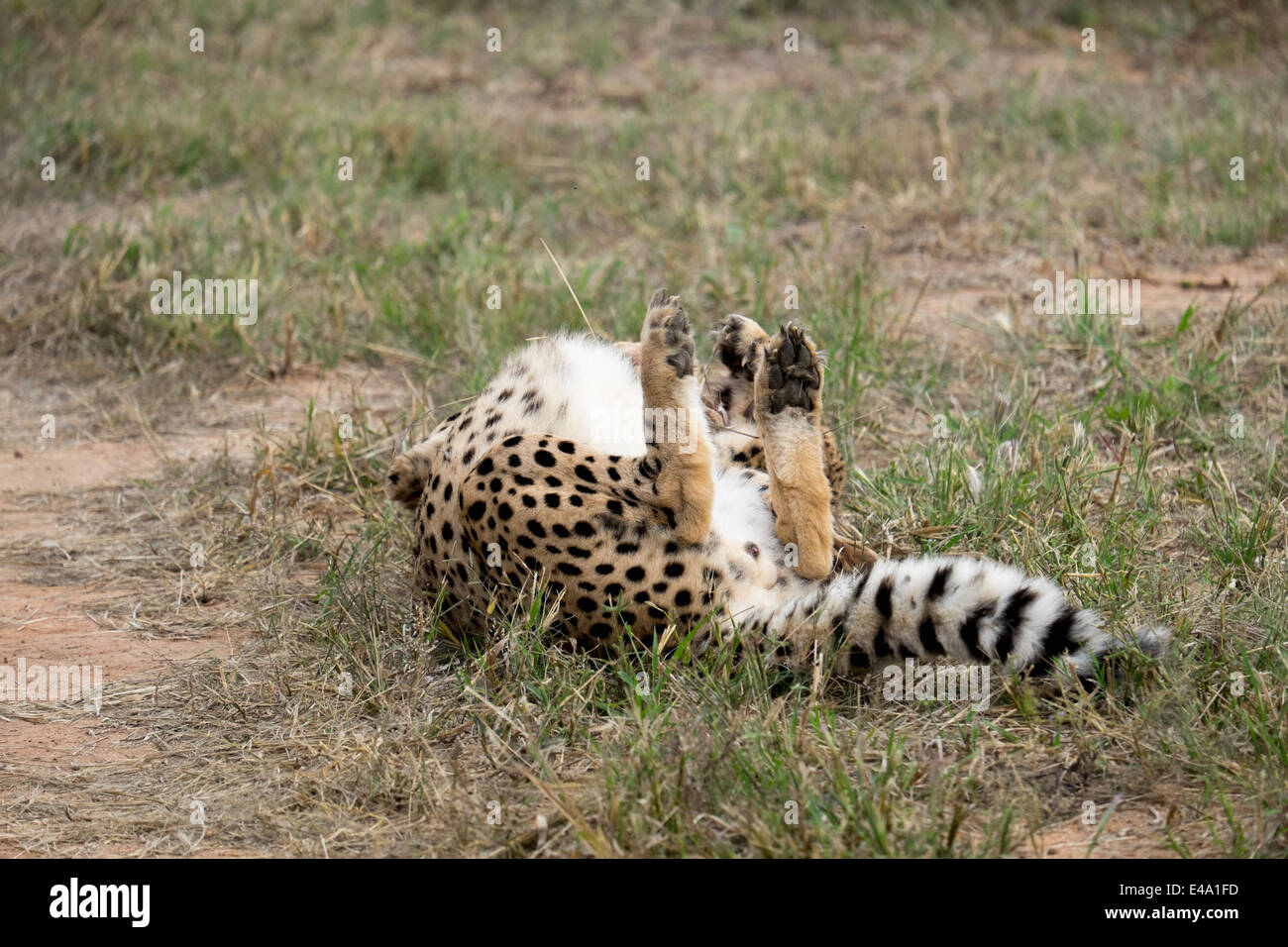 Cheetah paw foot hi-res stock photography and images - Alamy