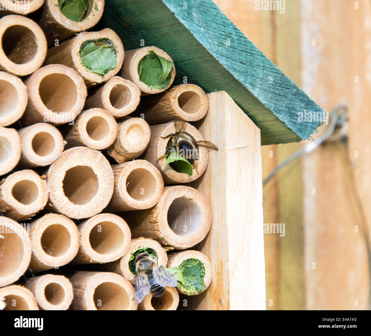 Bee leaf cutter hi-res stock photography and images - Alamy