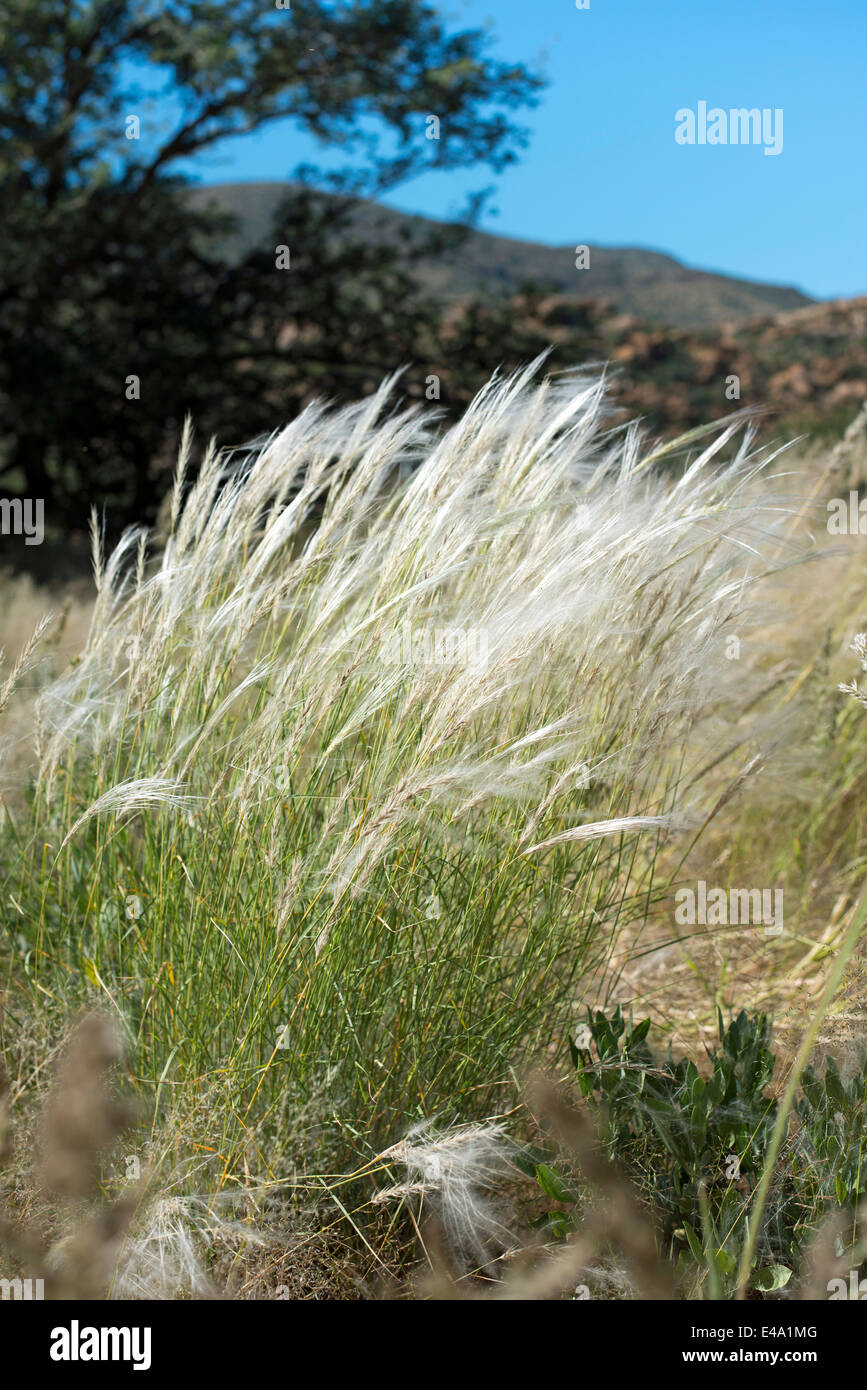 Africa, Namibia, Erongo mountains, grass in the wind Stock Photo - Alamy