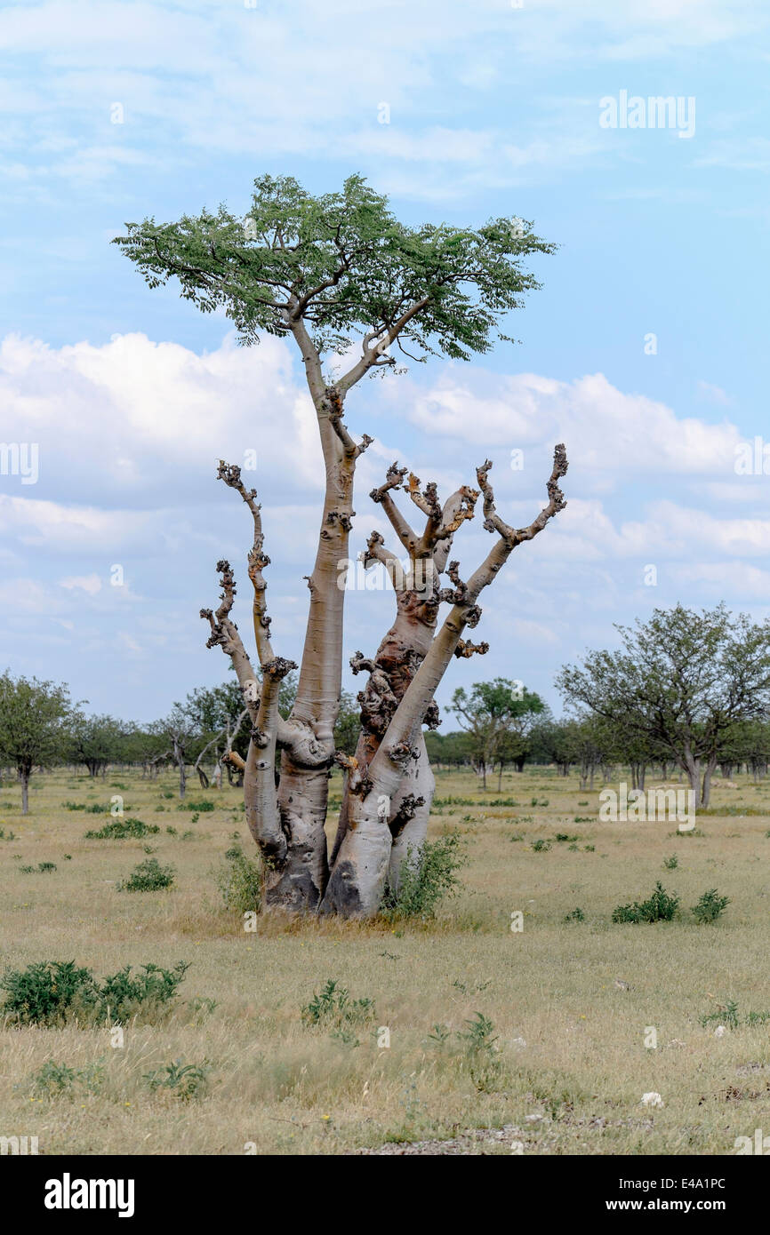 Africa, Namibia, Etosha National park, baobab tree, Adansonia Stock ...