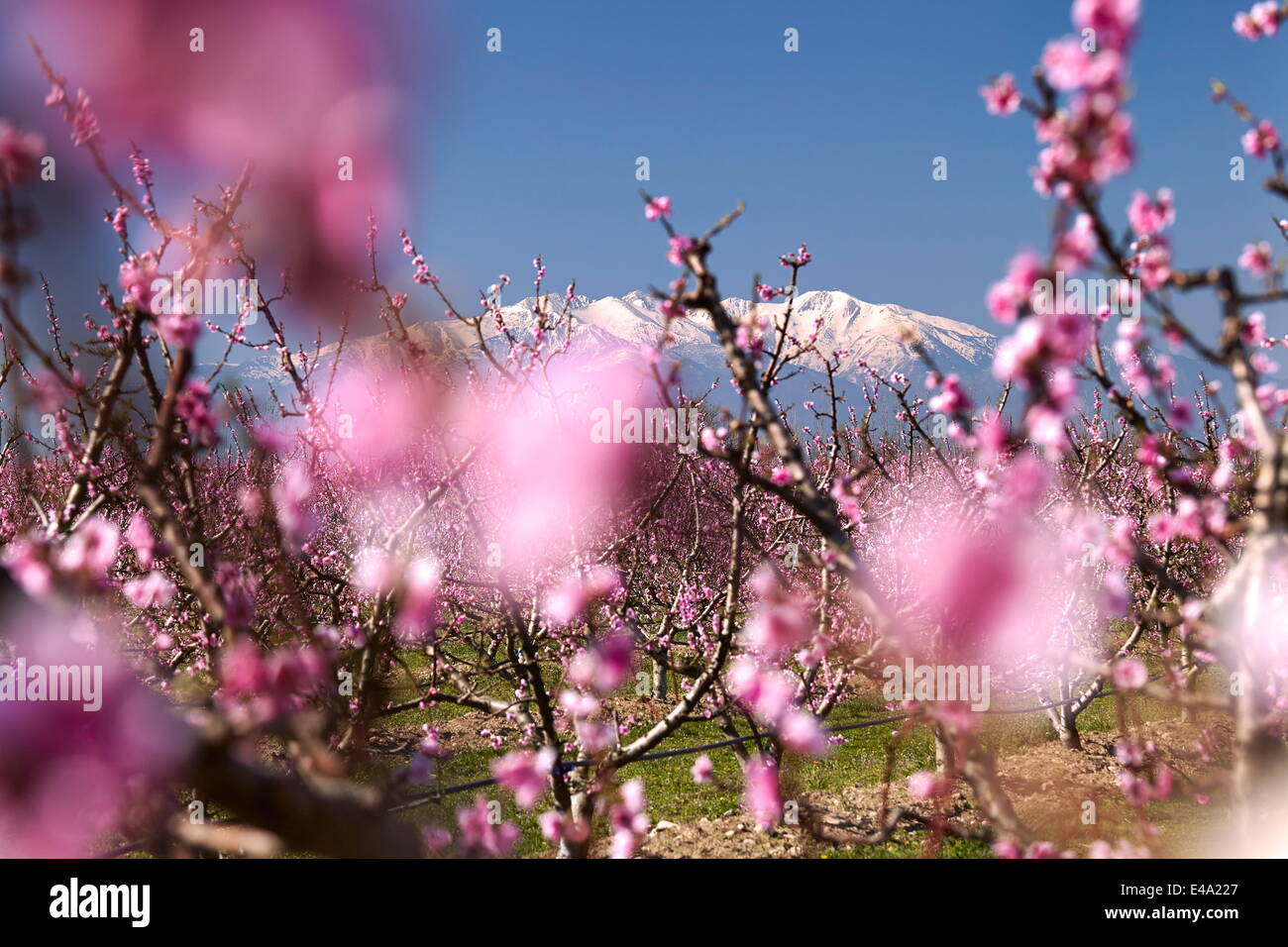 Fruit blossom, Mount Canigou, Pyrenees Oriental, Languedoc-Roussillon ...