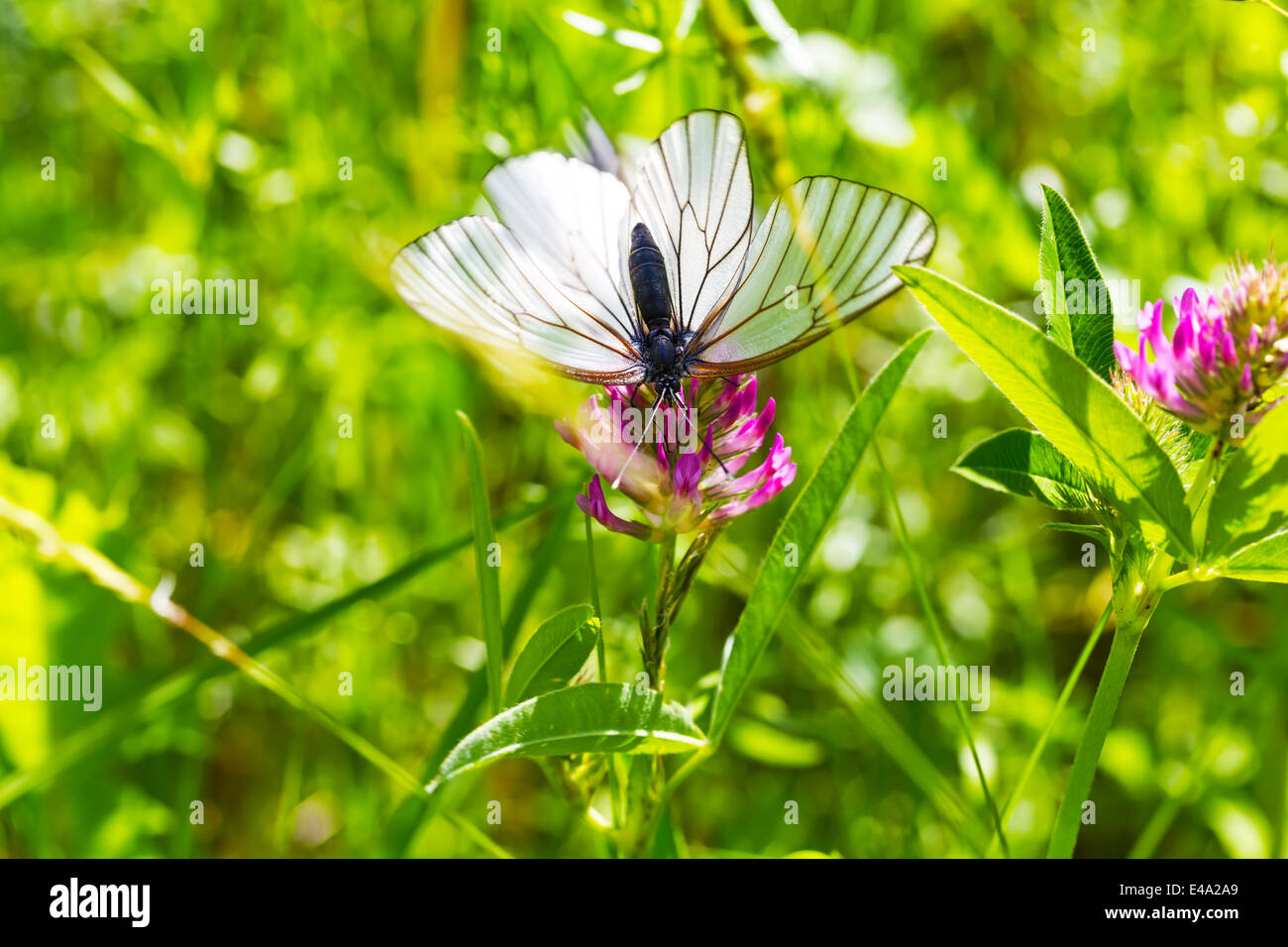 Beautiful white butterfly hi-res stock photography and images - Alamy