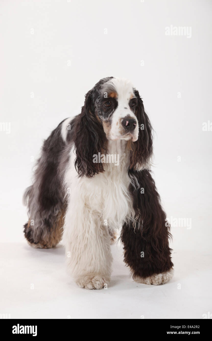 Portrait of American Cocker Spaniel standing in front of white ...