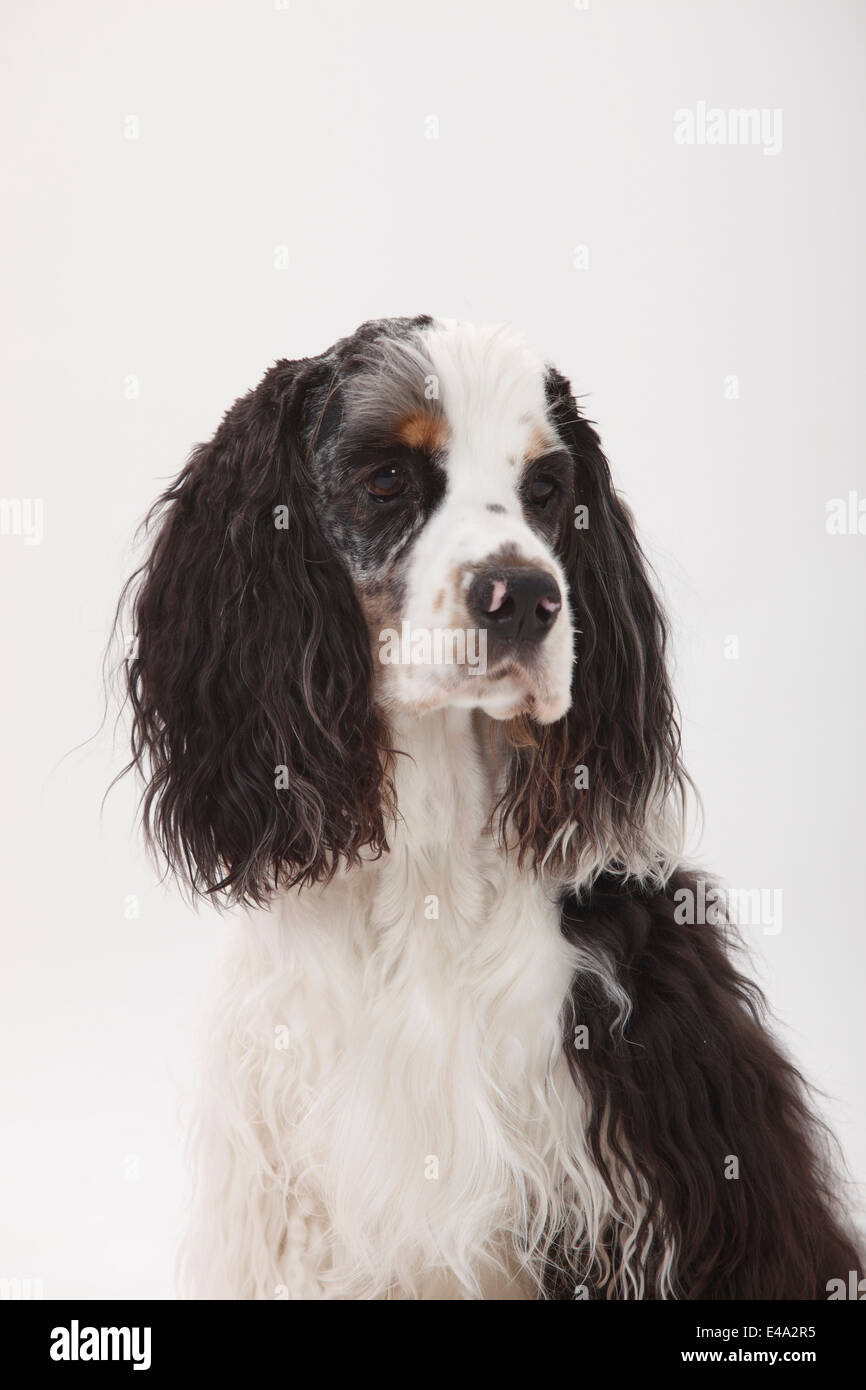 Portrait of American Cocker Spaniel in front of white background Stock ...