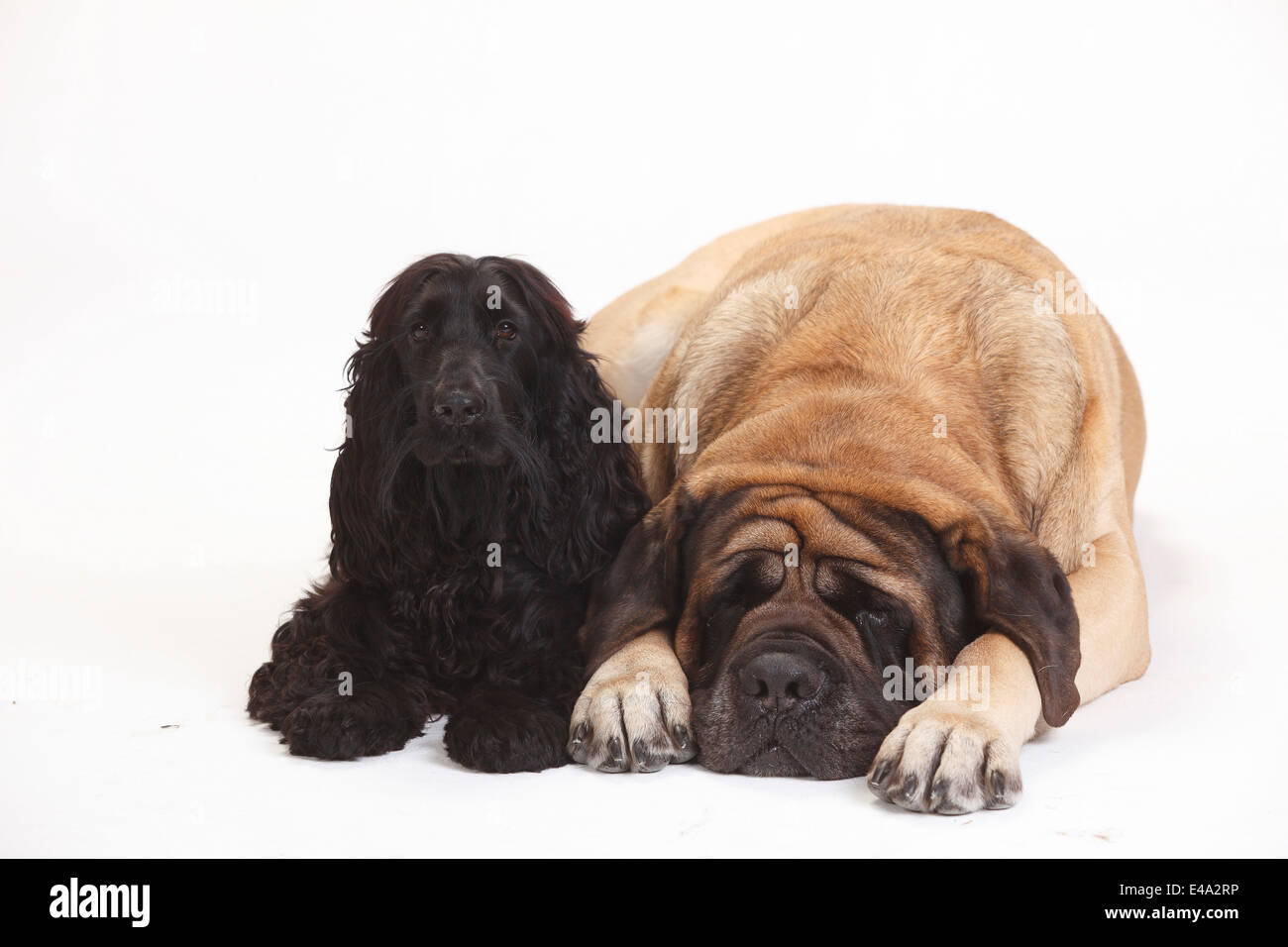 Do English Mastiffs Bark A Lot