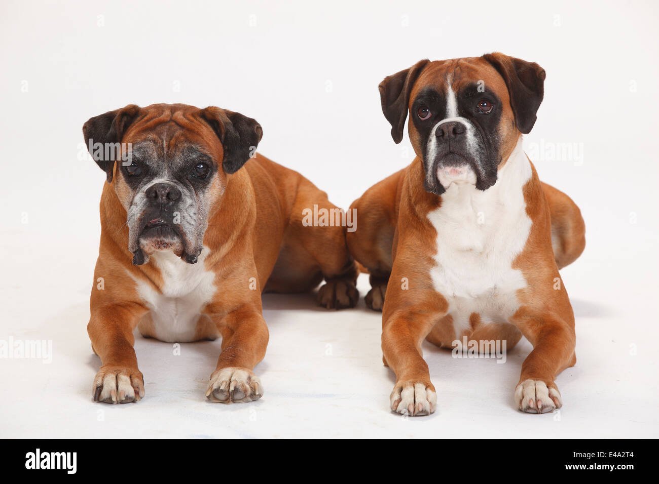 Portrait of two German Boxer side by side in front of white background ...