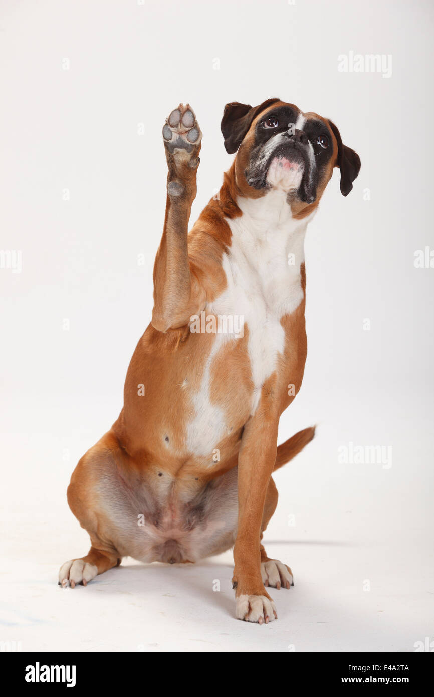 Boxerlifting hi-res stock photography and images - Alamy