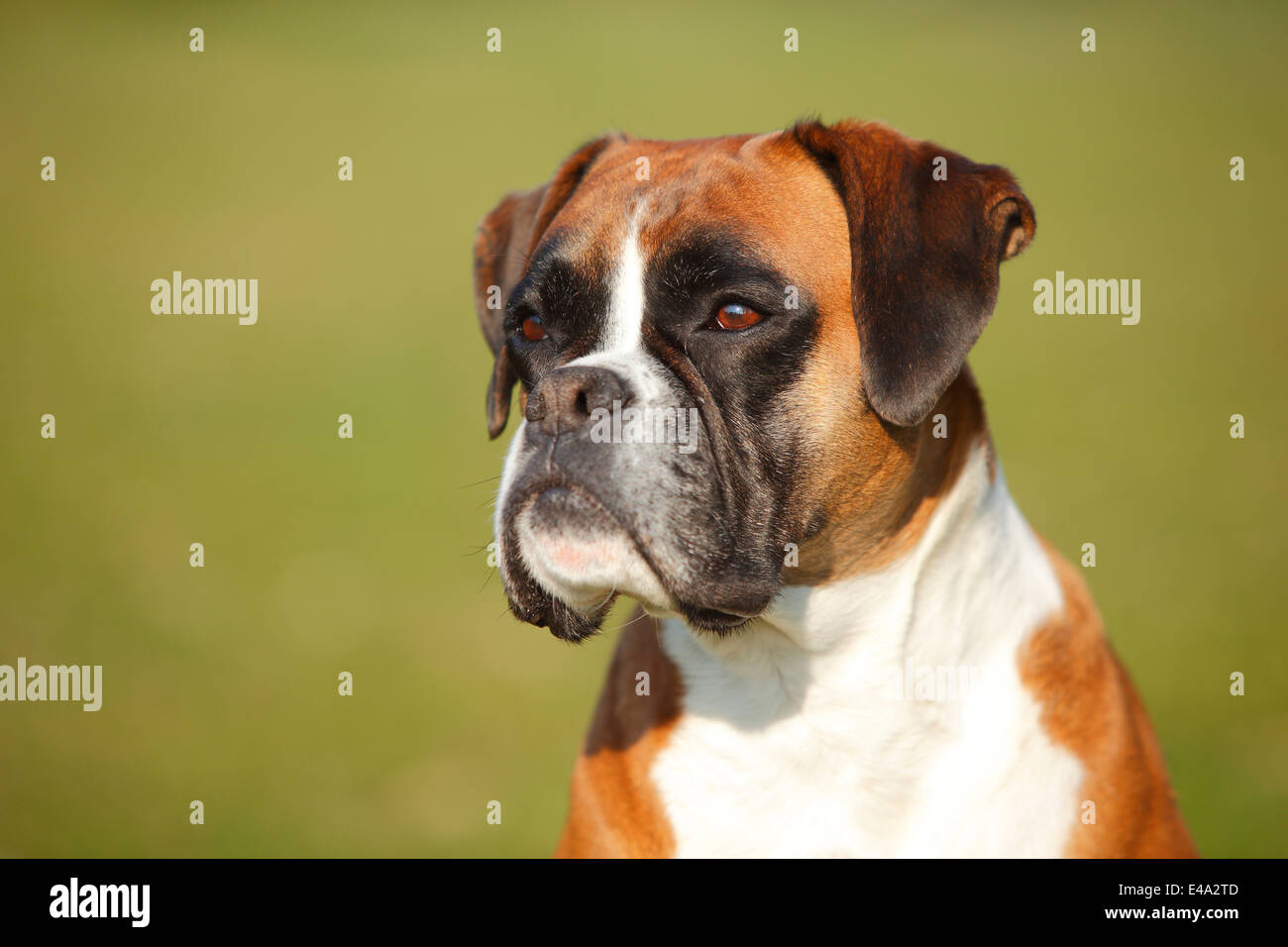 Portrait of German Boxer Stock Photo - Alamy