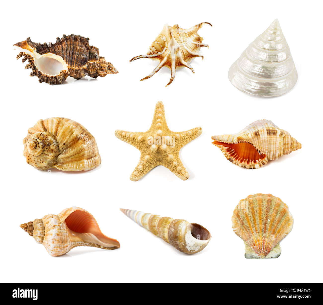 Seashell set Cut Out Stock Images & Pictures - Alamy