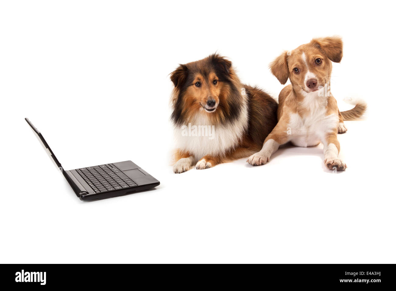 Shetland sheepdog and mixed breed dog sitting near laptop over white ...