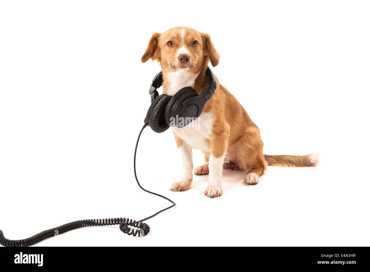 Portrait of dog with headphone isolated on white background Stock Photo ...