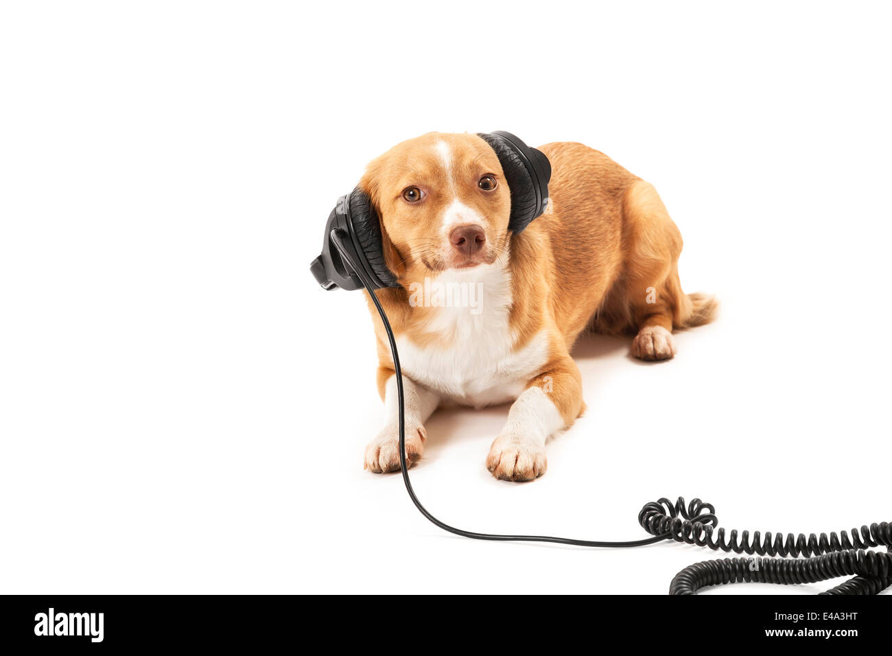 Portrait of dog listening music on headphone isolated on white ...