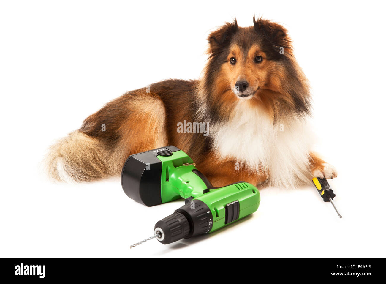 Portrait of dog with drilling machine and screwdriver isolated over ...