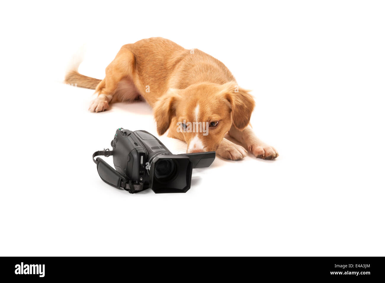 Portrait of dog looking at camcorder isolated over white background ...