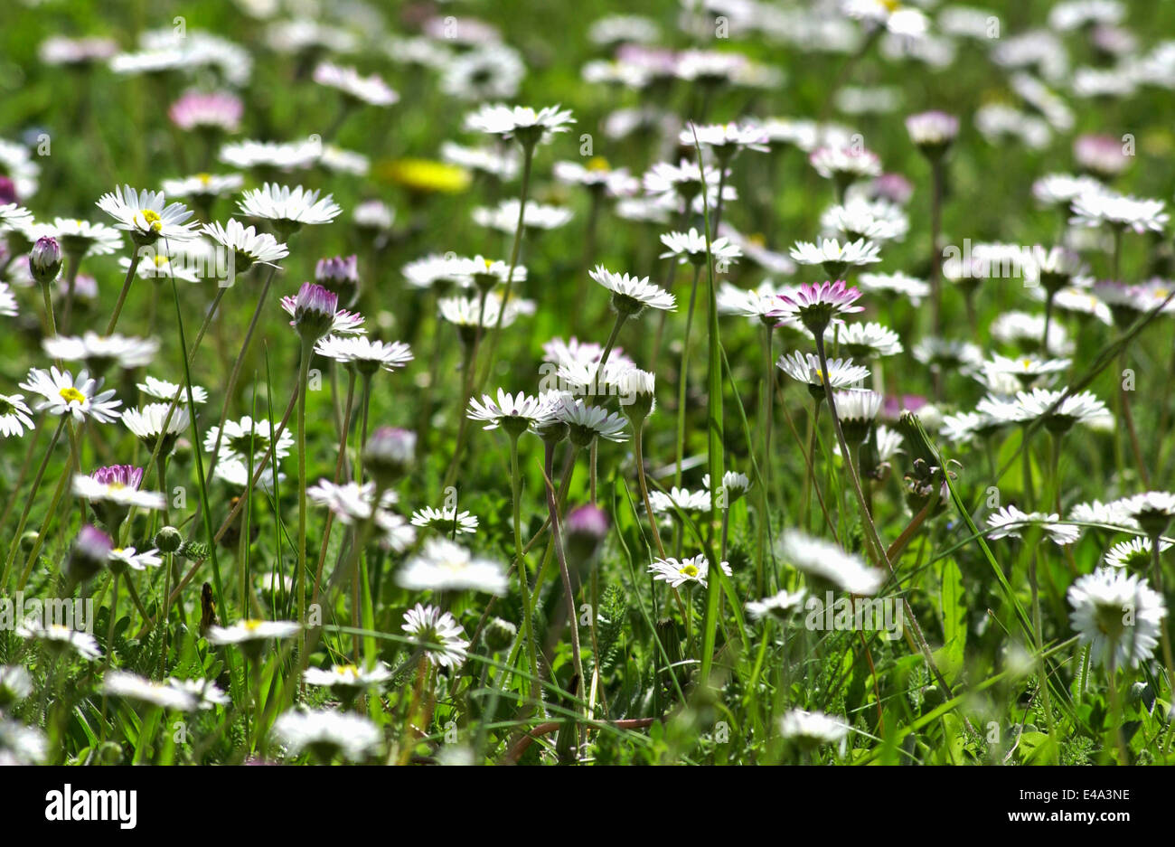 Daisies field hi-res stock photography and images - Alamy