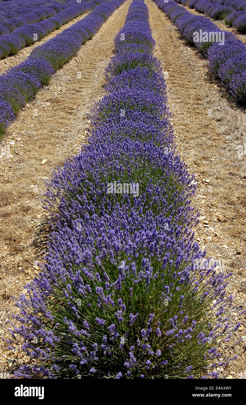 Valensole hi-res stock photography and images - Alamy