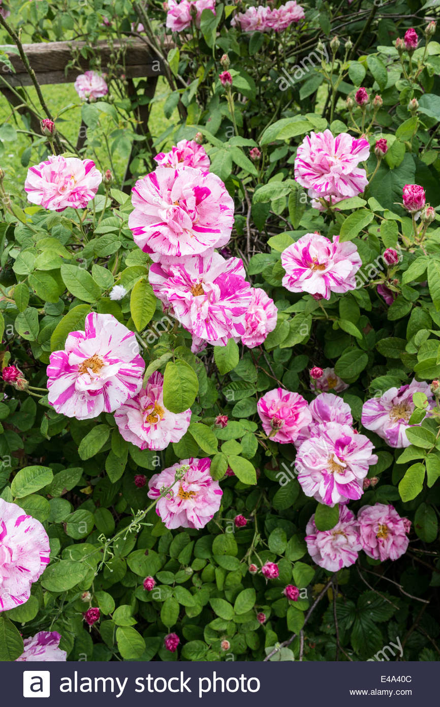 Rosa Gallica High Resolution Stock Photography and Images - Alamy
