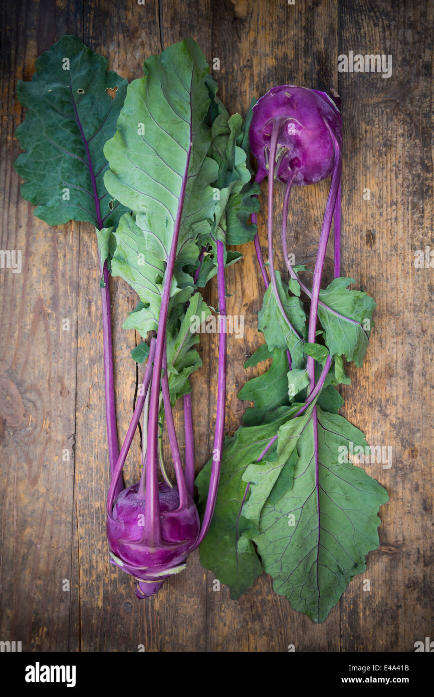 Two blue turnip cabbages, Brassica oleracea var. gongylodes L. on dark ...