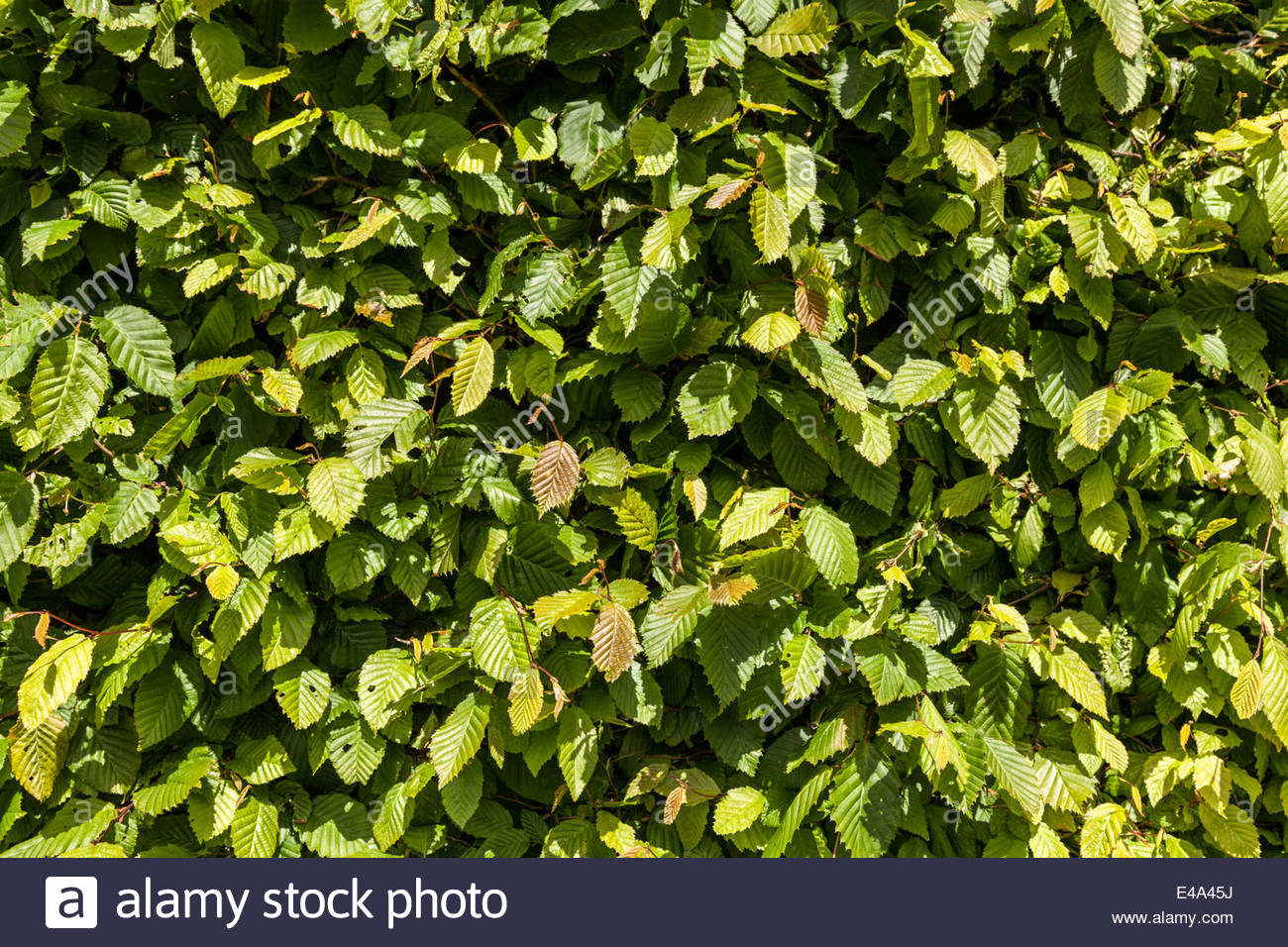 Beech Hedge Stock Photos & Beech Hedge Stock Images - Alamy