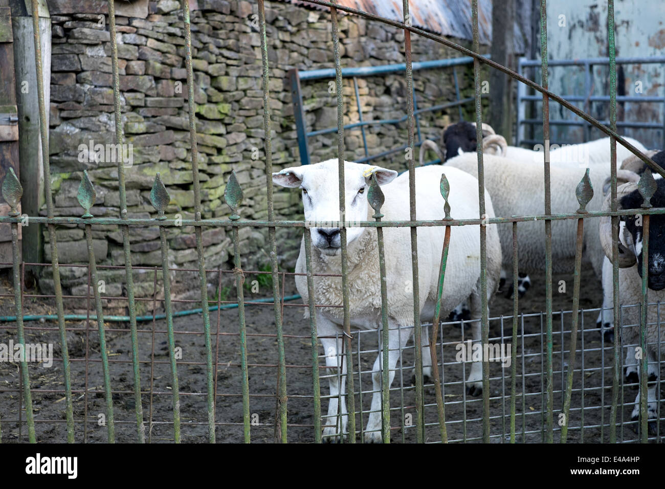 Sheep Behind Gate Stock Photo - Alamy