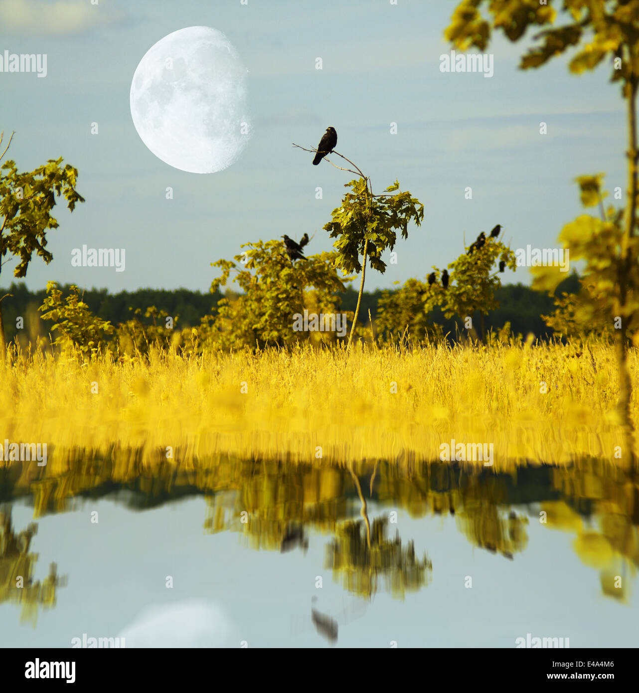 crows fly from tree to the background of storm clouds.reflection in the ...