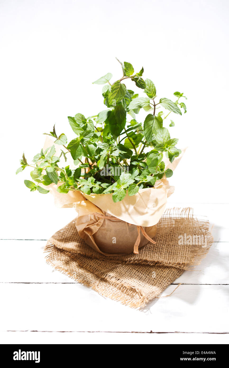 Pepper mint, Mentha piperita, Pot plant Stock Photo - Alamy