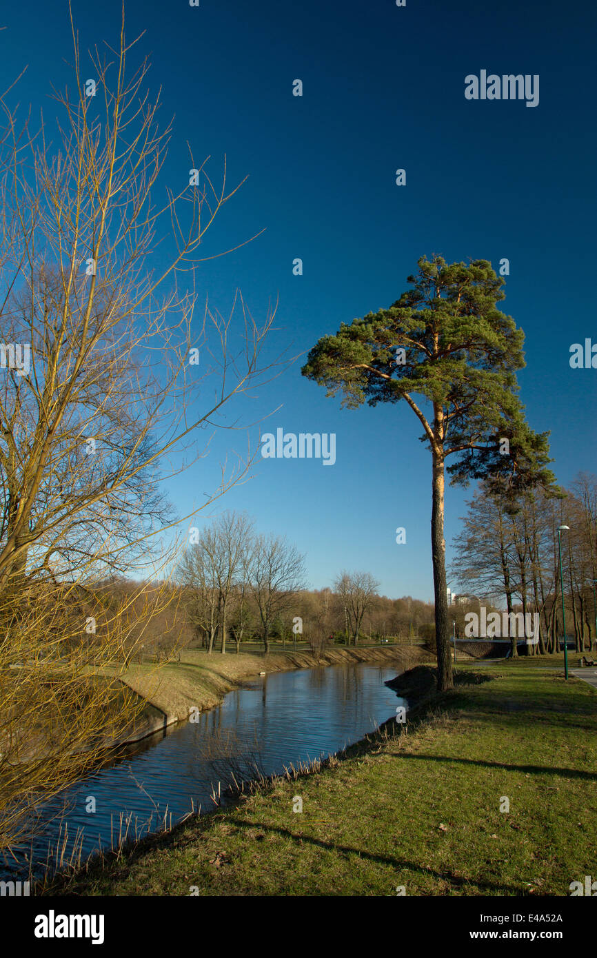 tree by the water in the sun Stock Photo - Alamy