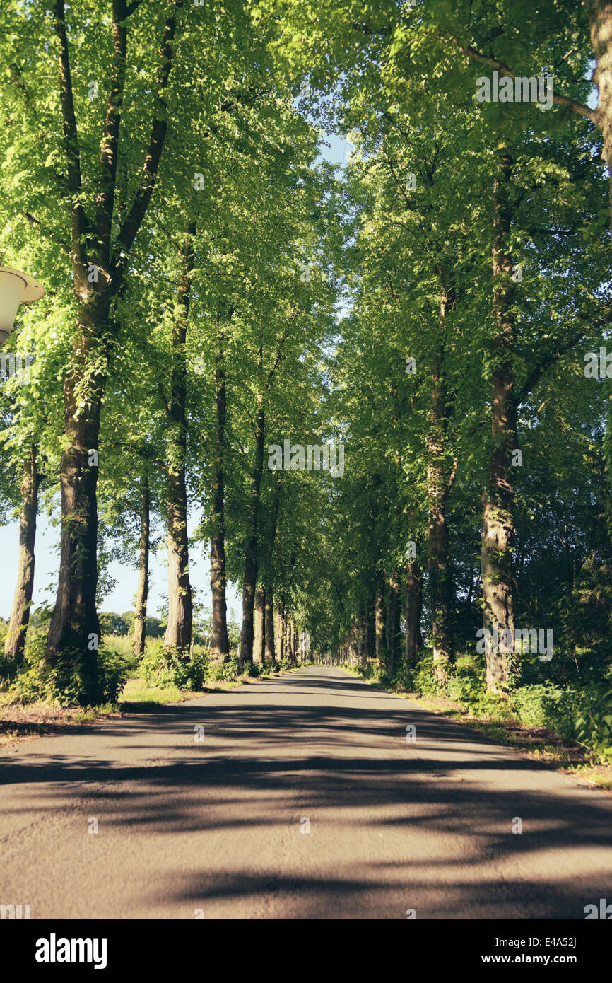 Germany, North Rhine-Westphalia, Haltern am See, Tree-lined alley Stock ...