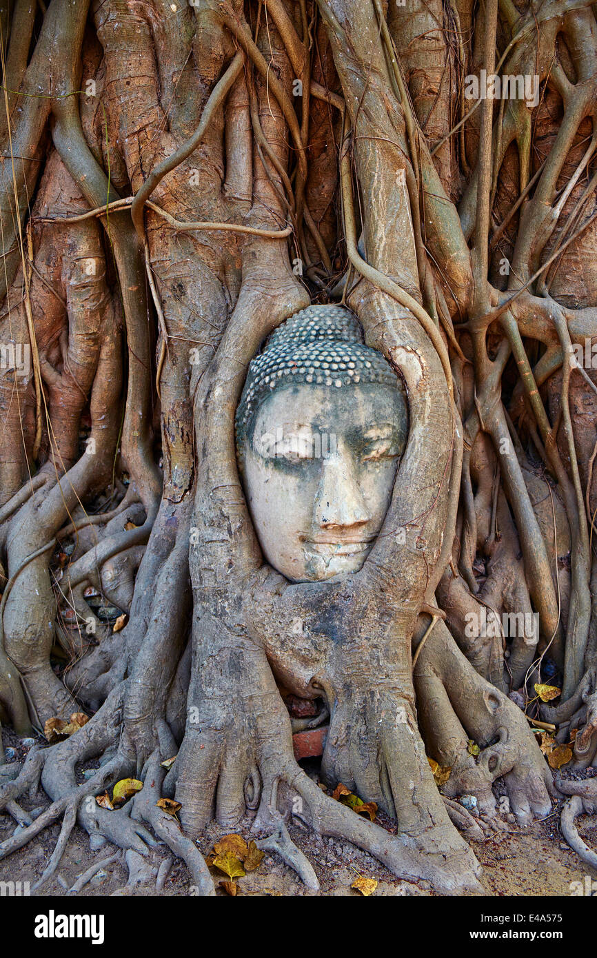 Stone Buddha head in roots of a fig tree, Wat Mahatat, Ayutthaya ...