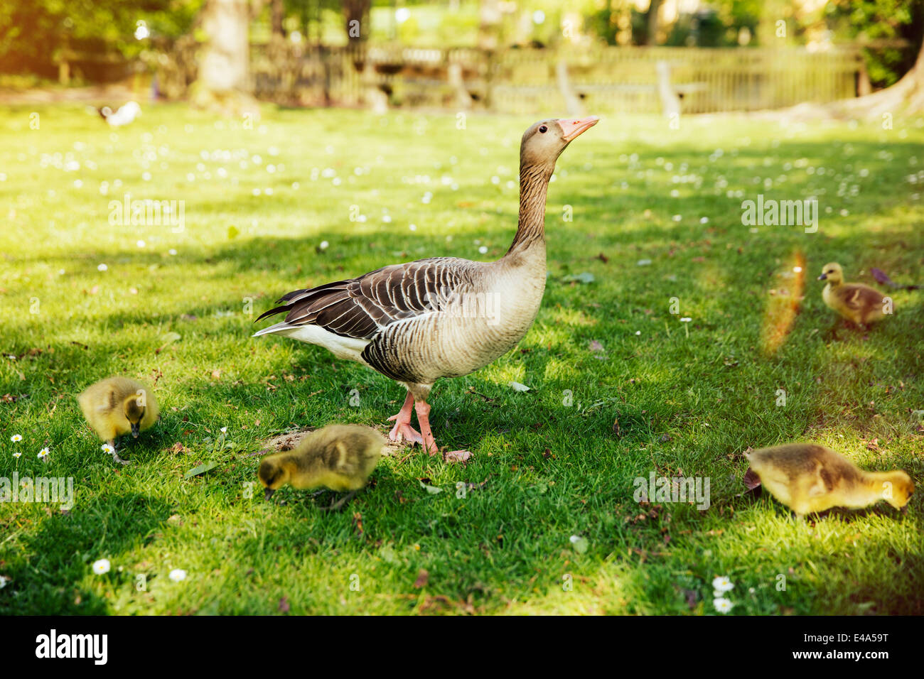 Goose with goslings on meadow Stock Photo - Alamy