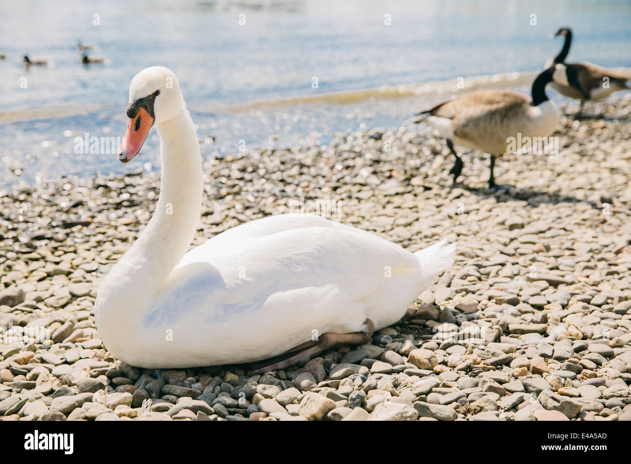 Germany, Leverkusen, White swan, Cygnus, on pebbles of Rhine river ...