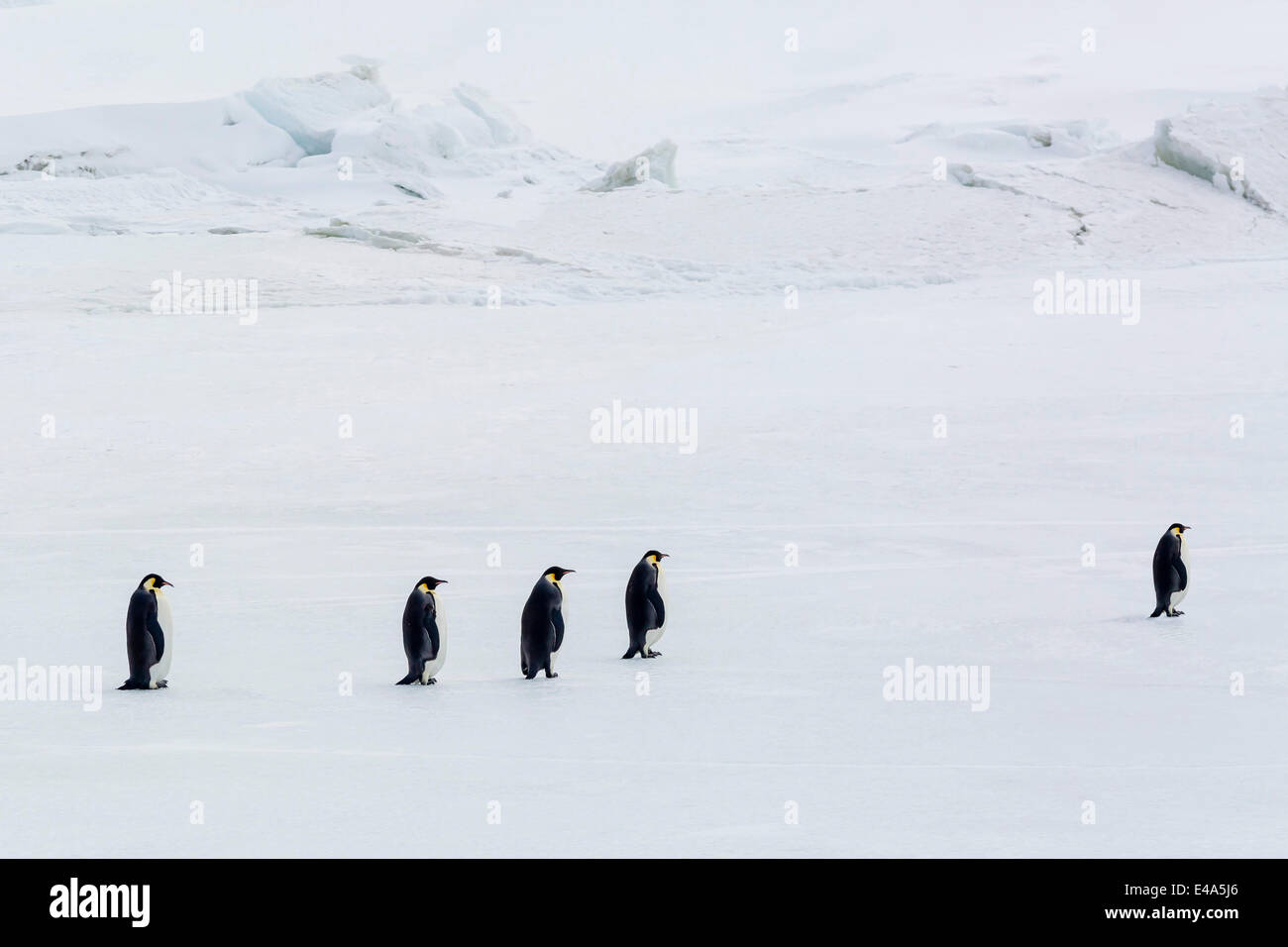 Emperor penguins on ice weddell sea antarctica hi-res stock photography ...